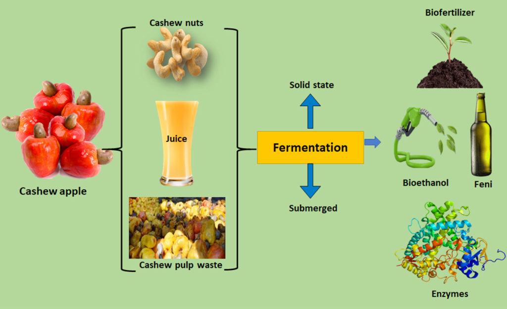 Microbial Production of Value-added Products from Cashew Apples - An ...