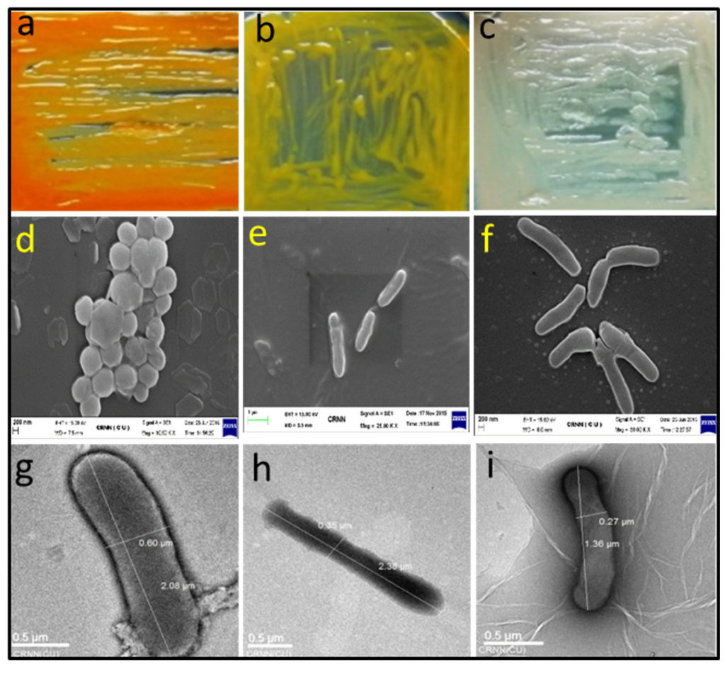 Culturable Bacterial Isolates from Arctic Soil shows High ...