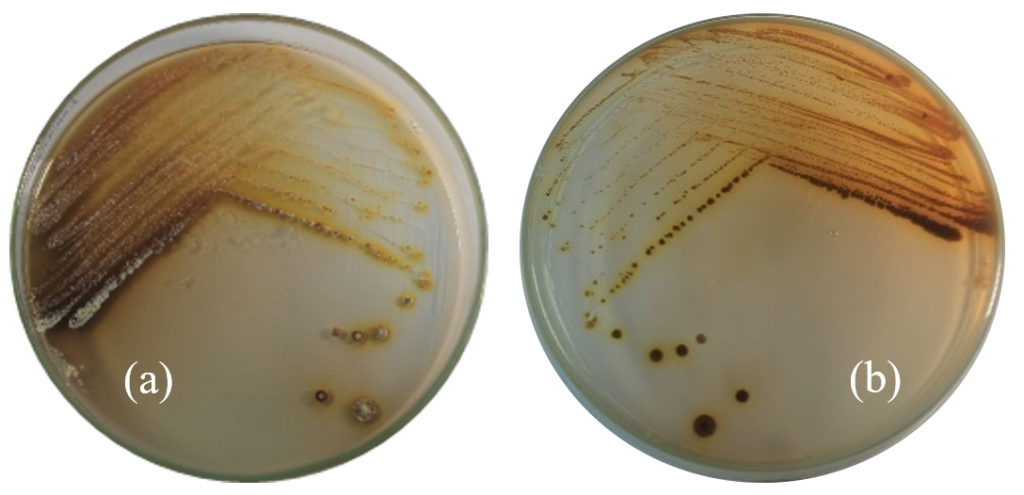 The Production of Streptomyces W-5B Extract for Antibiofilm against ...