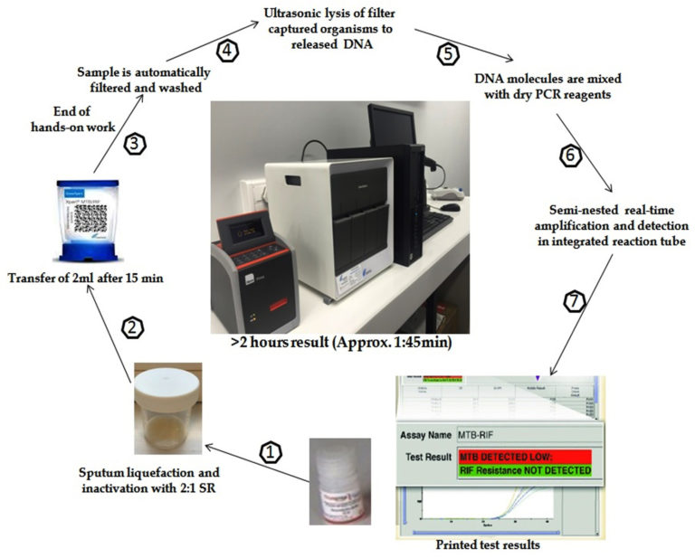 Innovations in Molecular Identification of Mycobacterium tuberculosis ...