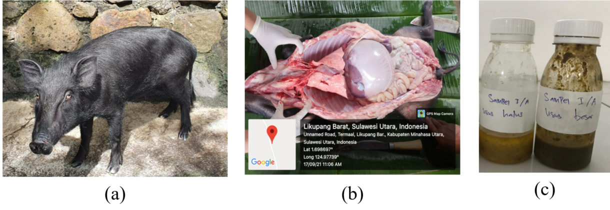 Isolation, Phenotypic Identification and Antibiotic Resistance Profile ...