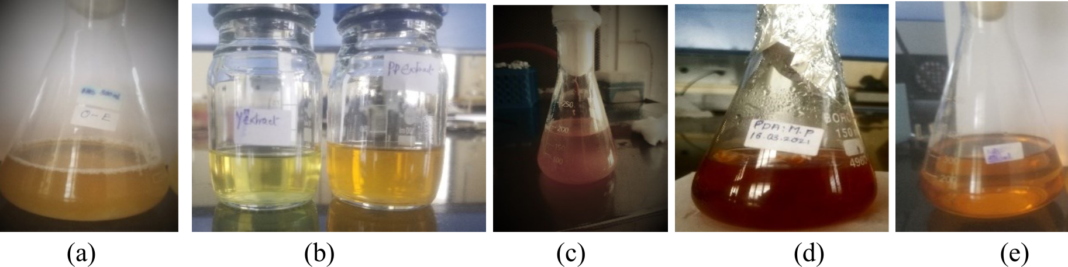 Isolation, Characterization, and Optimization Studies of Bacterial ...