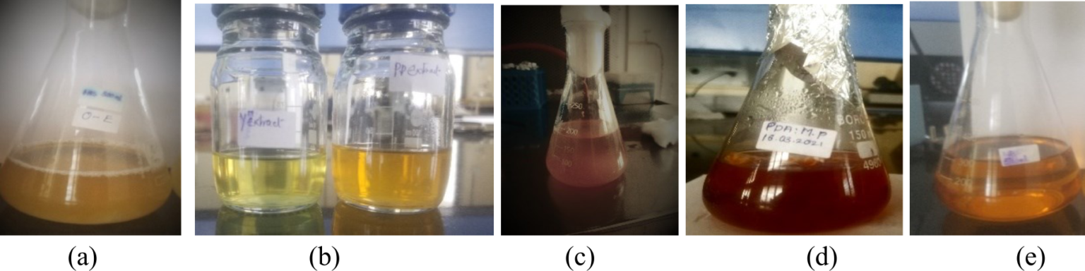 Isolation, Characterization, and Optimization Studies of Bacterial ...