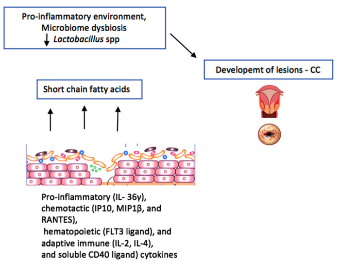 Microbiome and Cervical Cancer – A Review - Journal of Pure and Applied ...
