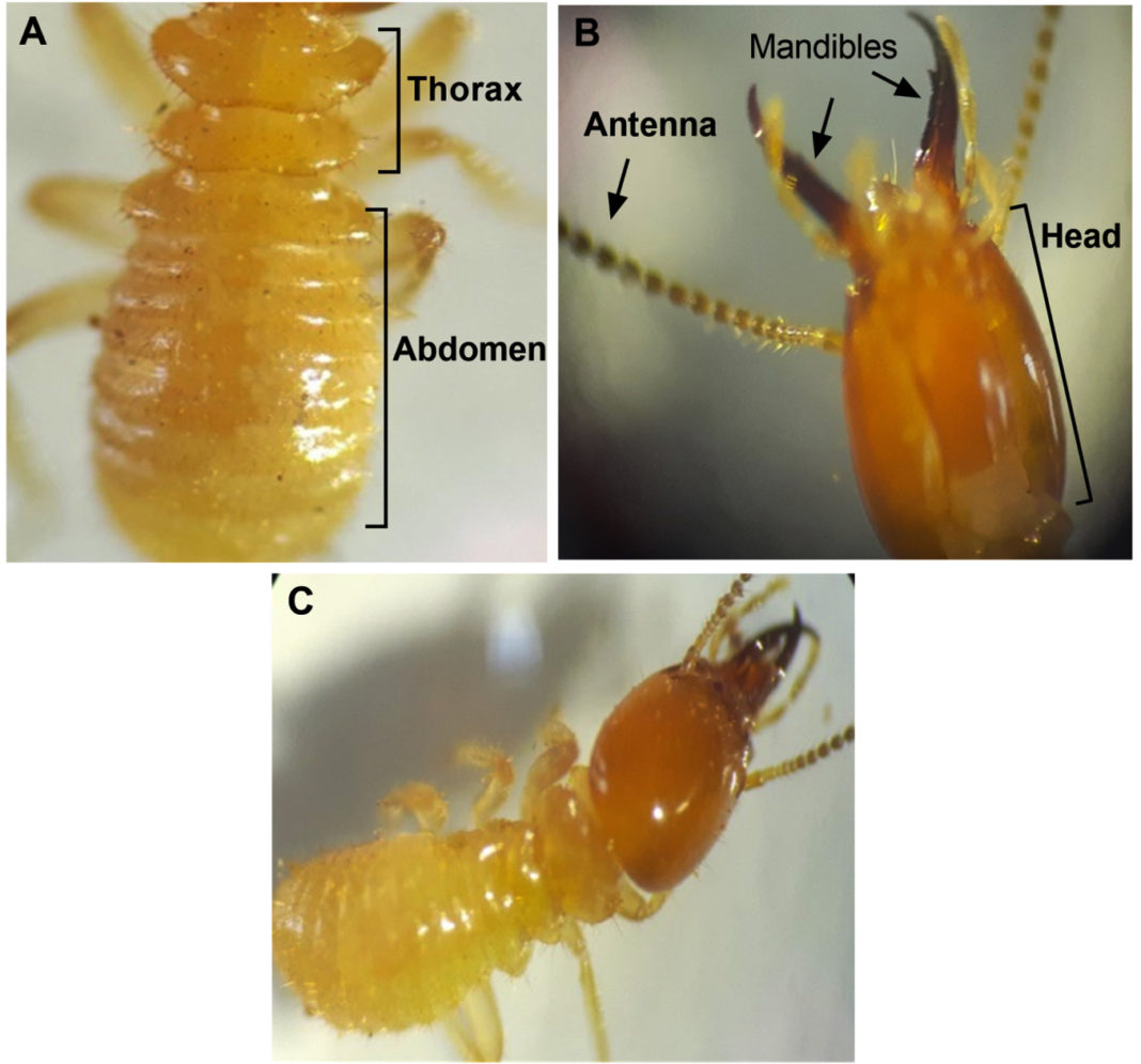 Isolation, Screening and Identification of Lignin Degraders from the ...