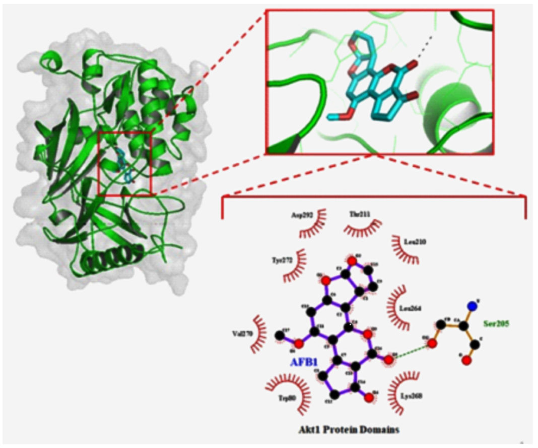 Prediction of Aflatoxin-B1 (AFB1) Molecular Mechanism Network and ...