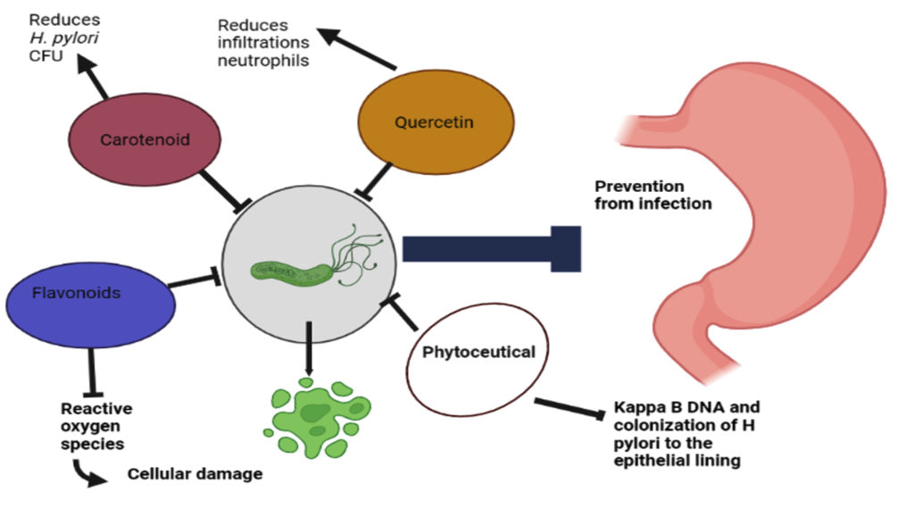 Management of H. pylori Induced Peptic ulcer – A Phytotherapeutic ...