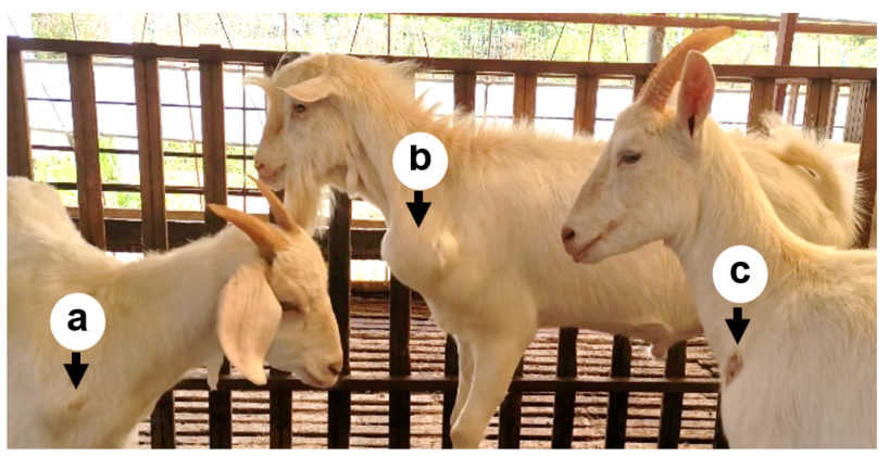 The Microbial Community in the Abscess Underneath the Skin of Goats ...