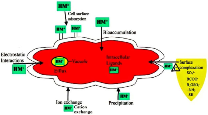 Mechanism of Microbial Detoxification of Heavy Metals: A Review ...