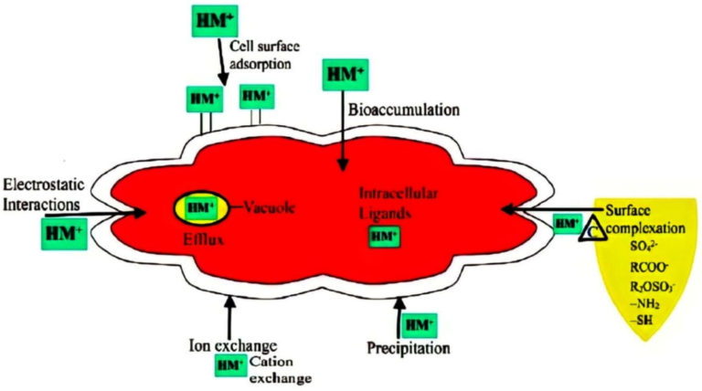 Mechanism of Microbial Detoxification of Heavy Metals: A Review ...