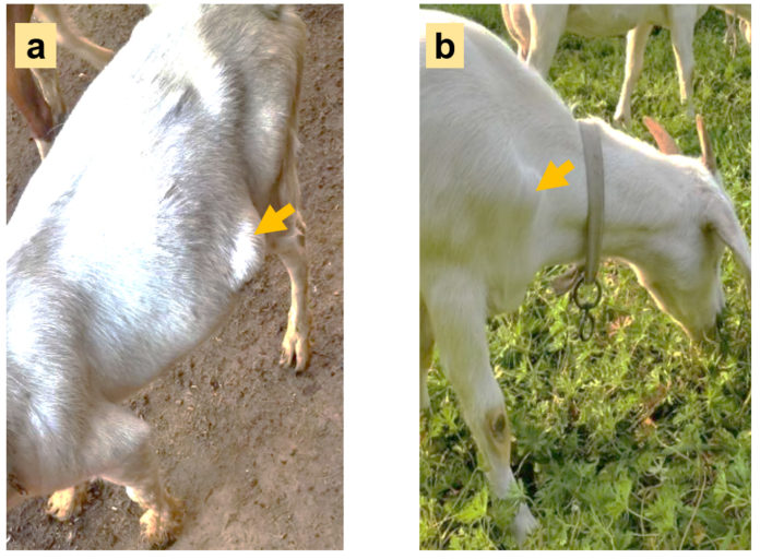 The Microbial Community in the Abscess Underneath the Skin of Goats ...