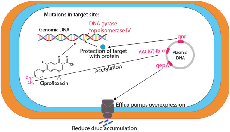 Antibiotic Resistance in Proteus mirabilis: Mechanism, Status, and ...