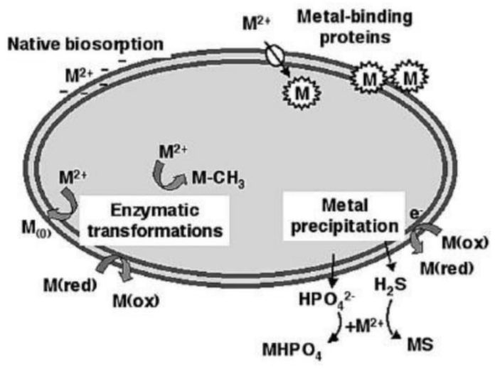 Mechanism of Microbial Detoxification of Heavy Metals: A Review ...