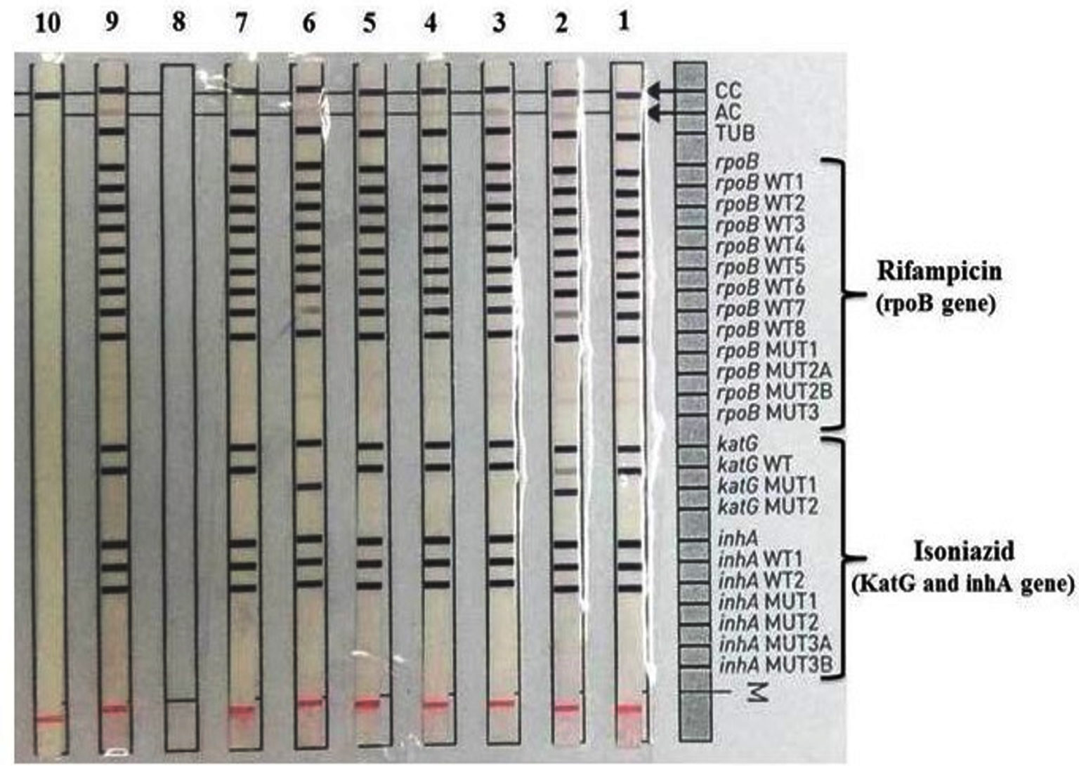 A Comparison Study of CBNAAT, Gene Xpert and Line Probe Assays in the ...