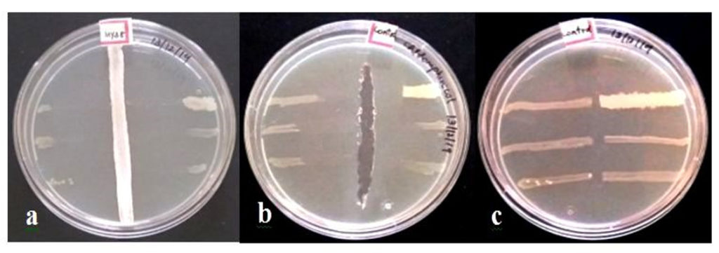 Evaluation of Mangrove Soil Streptomyces spp. Exhibiting Culture and ...