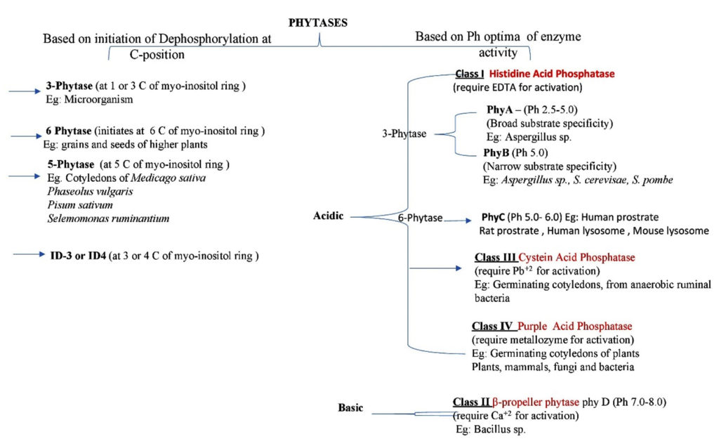 Impacts and Industrial Applications of Phytic Acid and Phytase ...