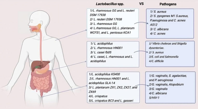 Lactobacillus Species as Probiotics: Isolation Sources and Health ...
