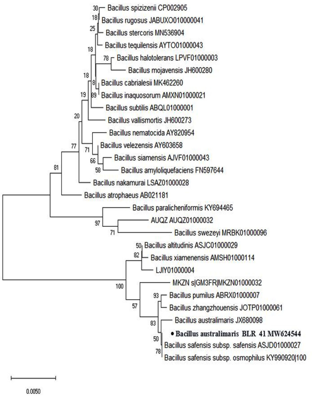Plant Growth Promoting Endophytic Bacteria Bacillus australimaris BLR41 ...