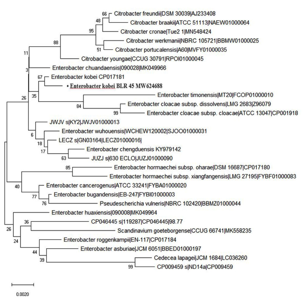 Plant Growth Promoting Endophytic Bacteria Bacillus australimaris BLR41 ...