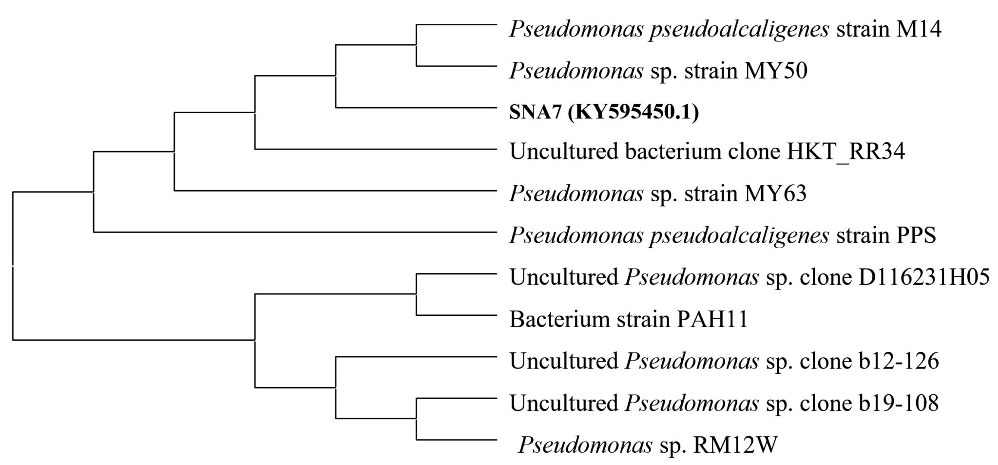 Isolation and Categorization of Plant Growth Promoting Endophytic ...