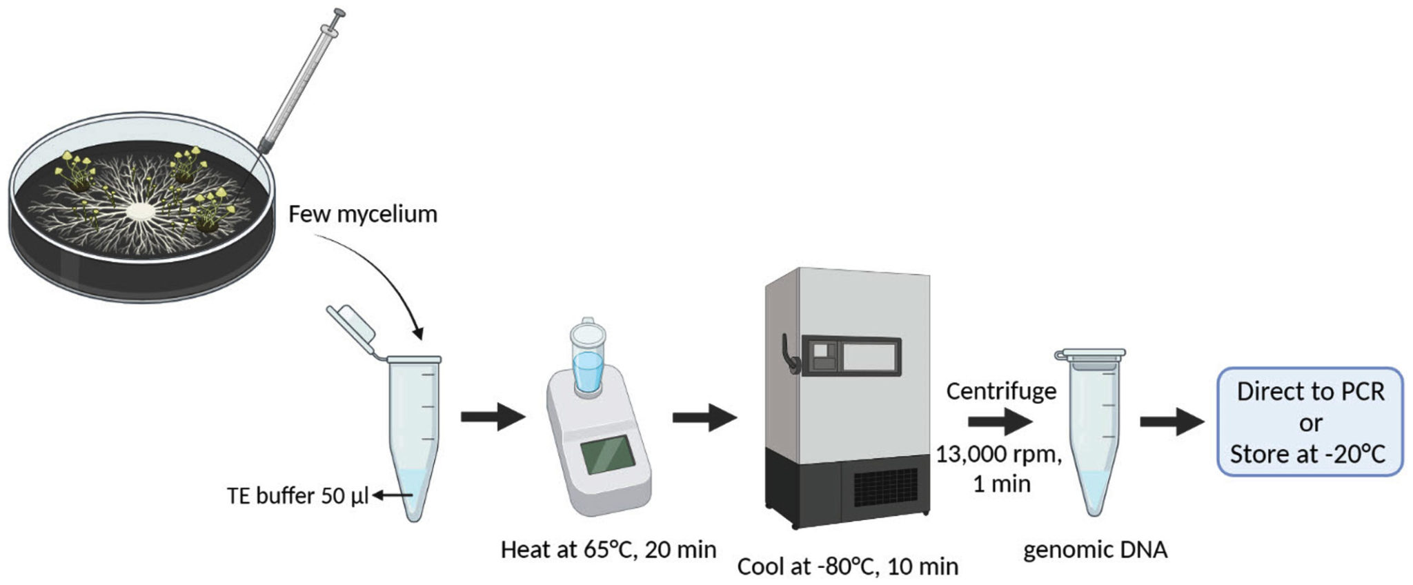 Studies on the Rapid and Simple DNA Extraction Method, Antibacterial ...