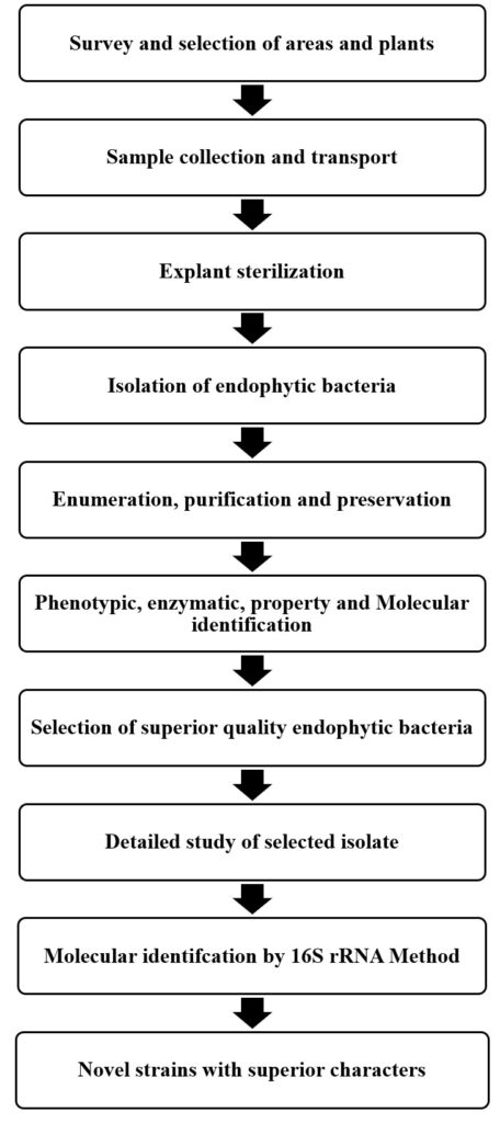 Isolation and Categorization of Plant Growth Promoting Endophytic ...