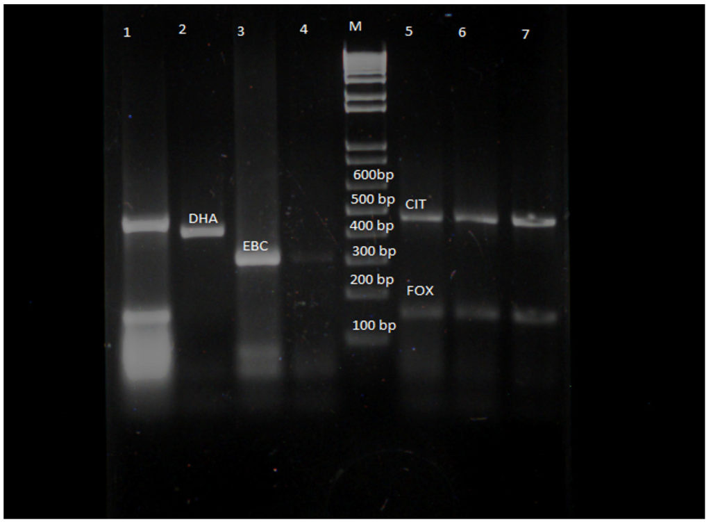 Molecular Characterization of AmpC β-lactamases in Enterobacteriaceae ...