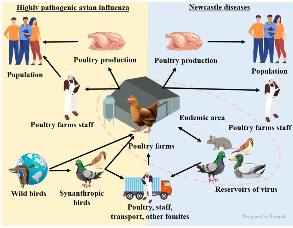 Potential Role of Intensive Bird Growing during Outbreaks of Viral ...