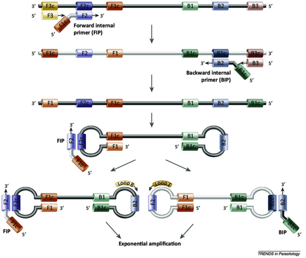 Recent Advances in Methods Detecting the Dengue Virus - Journal of Pure ...