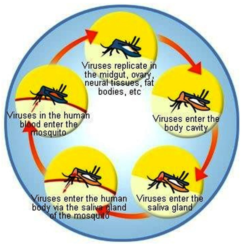Recent Advances in Methods Detecting the Dengue Virus - Journal of Pure ...