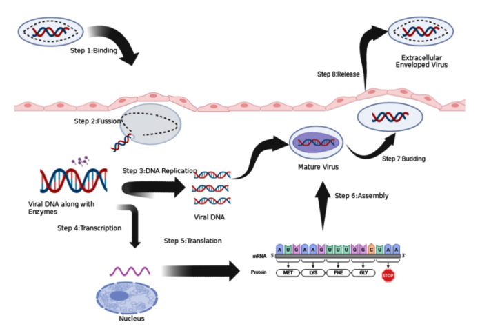 Monkeypox Viruses: Resurgence of Global Threat to Mankind - Journal of ...