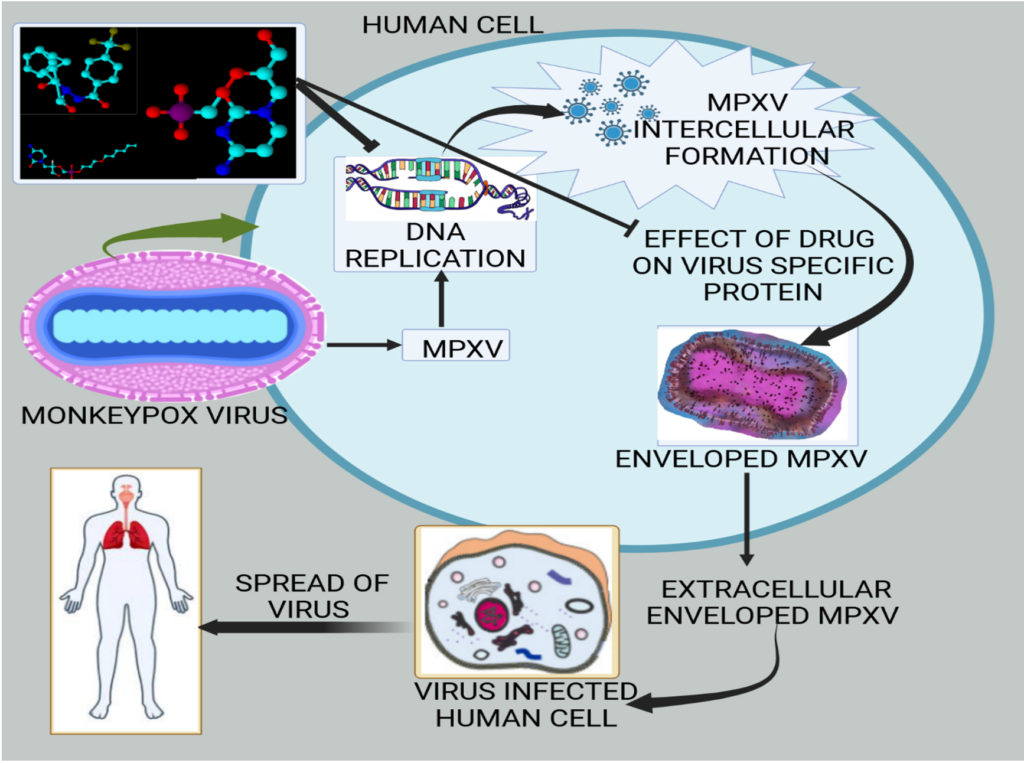 An overview on Monkeypox, Current Paradigms and Advances in its ...