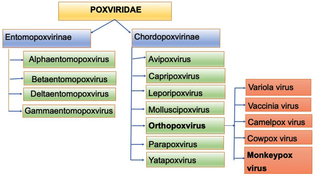 Monkeypox: A Review in Indian Context - Journal of Pure and Applied ...