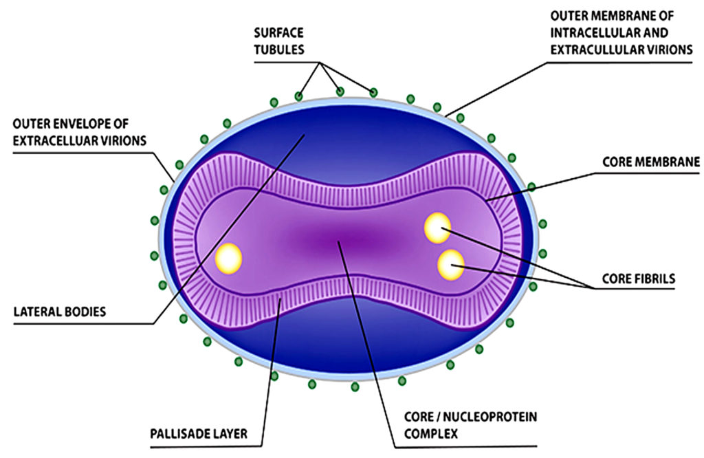 Systematic Review On New Face of Monkeypox Virus – Journal of Pure and ...