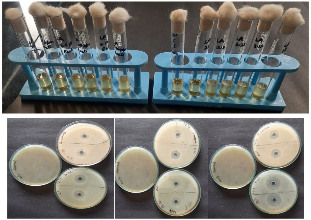 Organic Acids Modified Starch–CMC Based Biodegradable Film ...