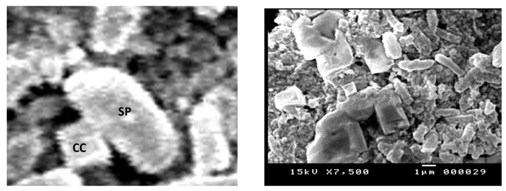 Toxicity Evaluation and Genetic Improvement of Bacillus thuringiensis ...