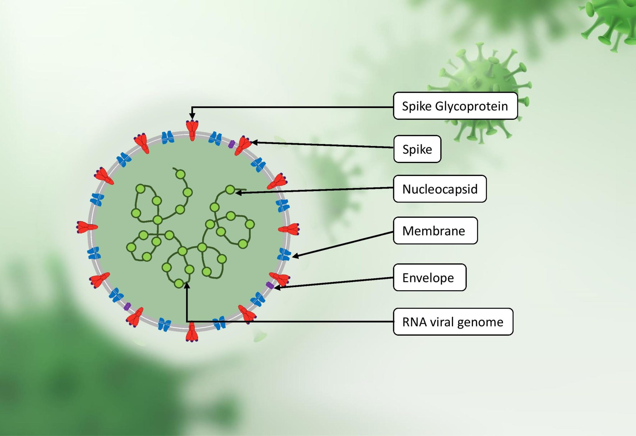 AZD1222 (ChAdOx1 nCoV-19) Vaccine: Hurdles and Visions – Journal of ...
