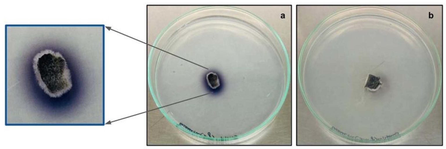 Differential Laccase Production among Diverse Fungal Endophytes in ...