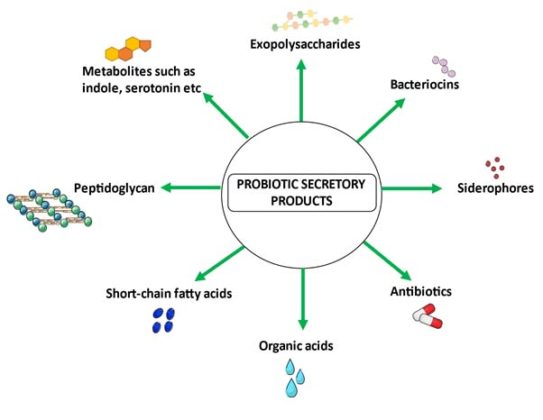 Exopolysaccharides Derived from Probiotic Bacteria and their Health ...