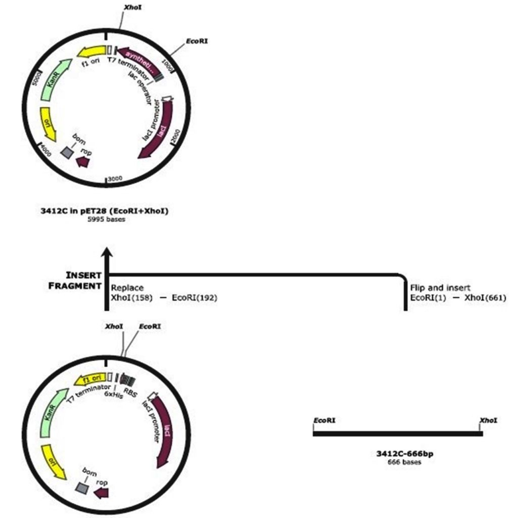 Cloning and Expression of Synthetic Plantaricin F Gene - Journal of Pure and Applied Microbiology