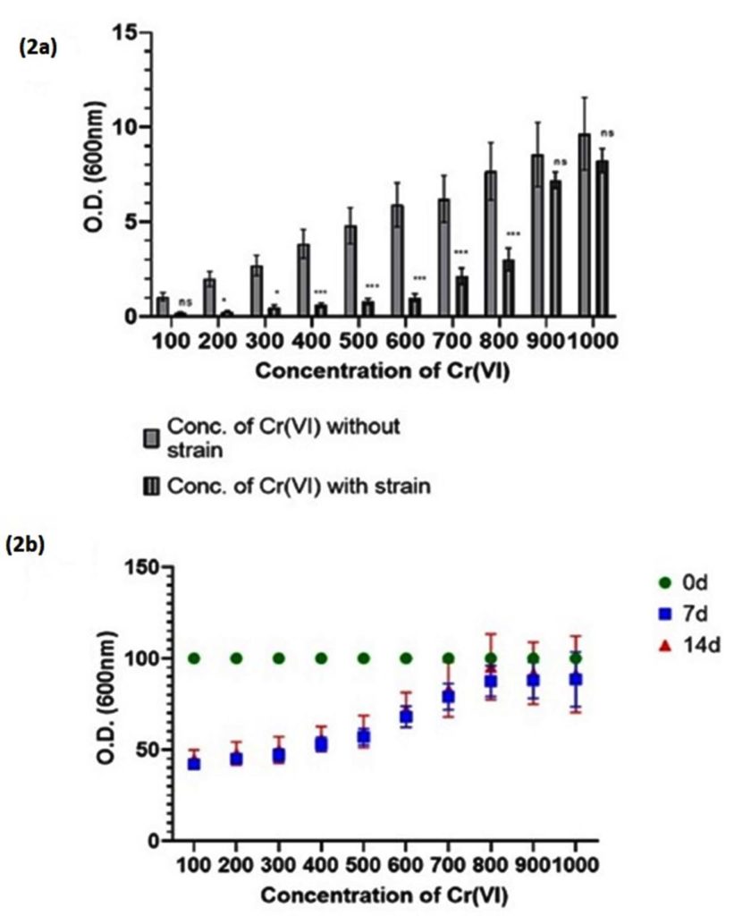 ChrR Gene Variability in Cr-stressed Leptolyngbya boryana for the ...