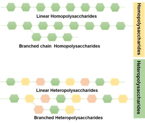 Exopolysaccharides Derived from Probiotic Bacteria and their Health ...