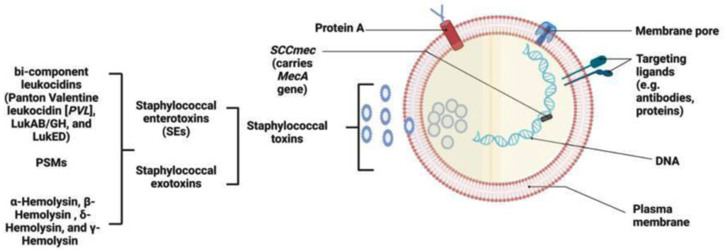 Staphylococcus aureus as Food-Borne Disease: An Ongoing Threat in Public Health in the Kingdom ...