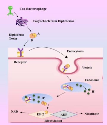 Skin and Soft Tissue Infections: Current Advancement in Epidemiology ...