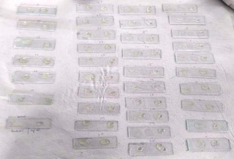 Evaluation of Biosurfactant Property within Plant Probiotic Species ...