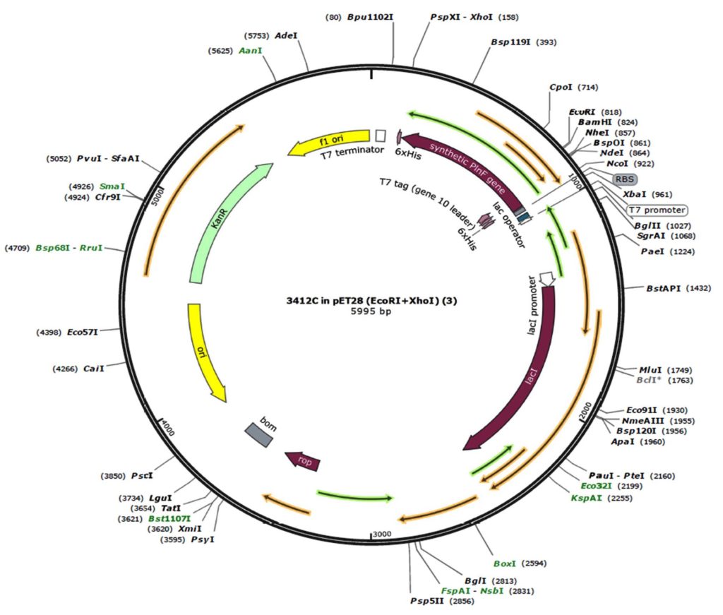 Cloning and Expression of Synthetic Plantaricin F Gene - Journal of Pure and Applied Microbiology