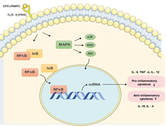 Exopolysaccharides Derived from Probiotic Bacteria and their Health ...