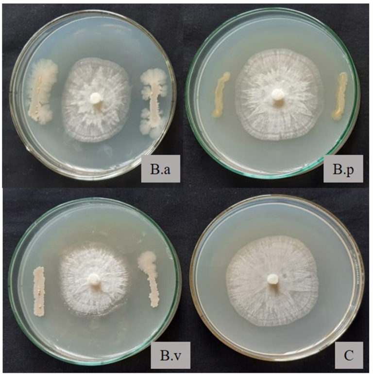 Bacterization with Endospore-forming Bacillus spp. Promotes Plant ...
