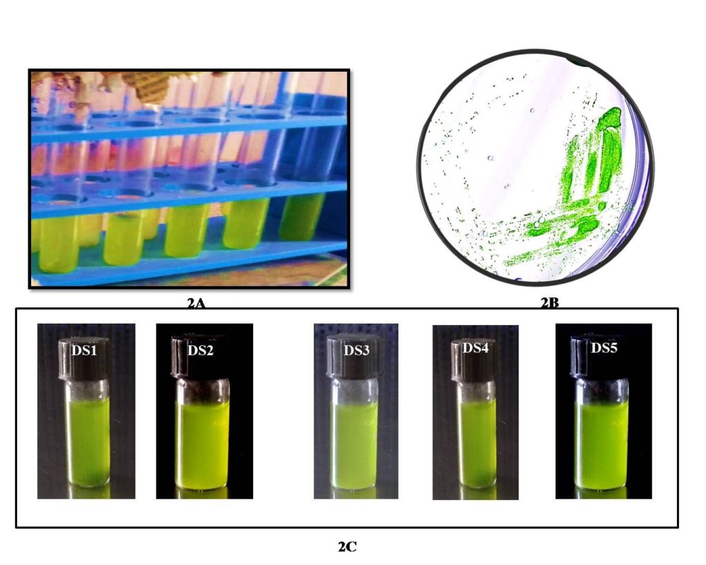 Qualitative and Quantitative Studies on Biopigment Producing Algal ...