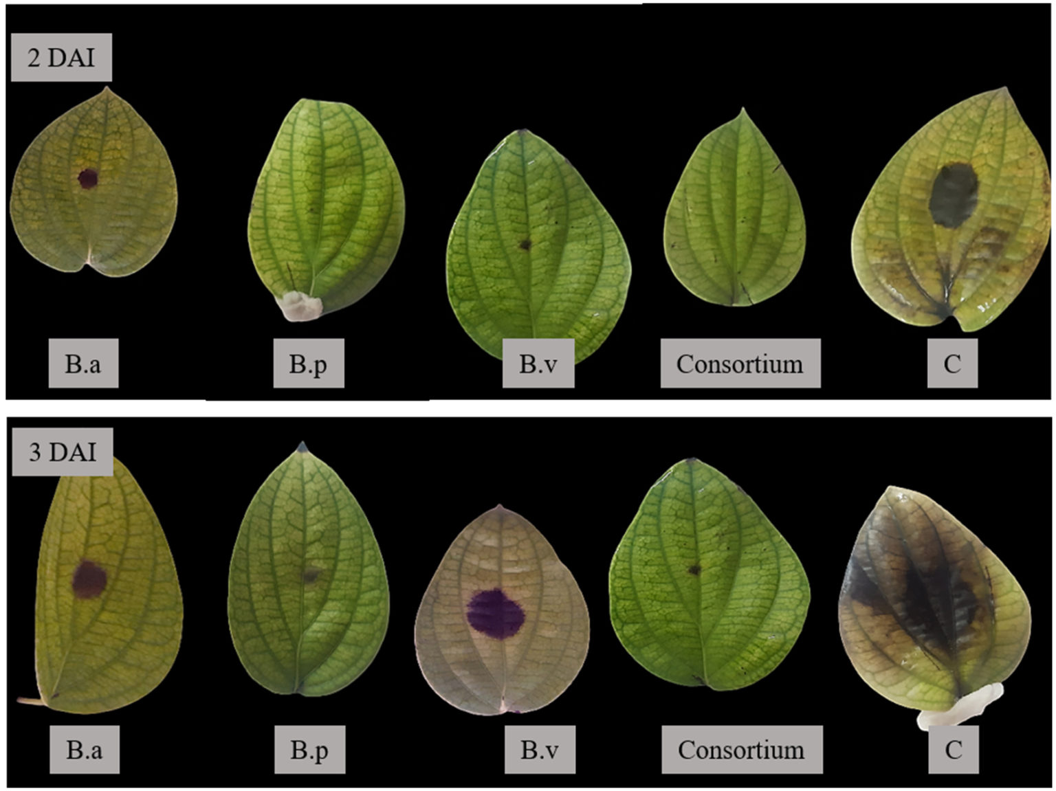 Bacterization with Endospore-forming Bacillus spp. Promotes Plant ...